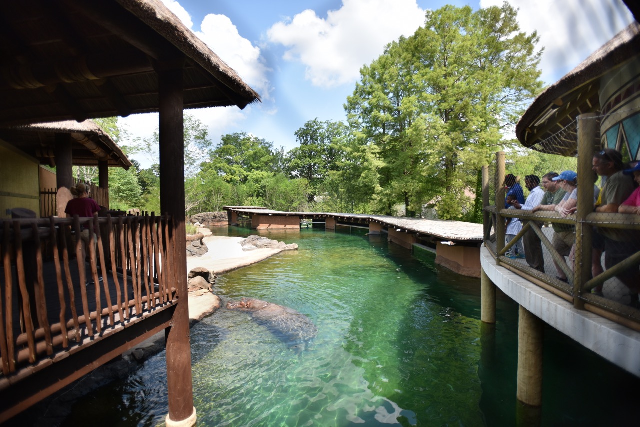 Memphis Zoo Zambezi River Hippo Camp - A2H