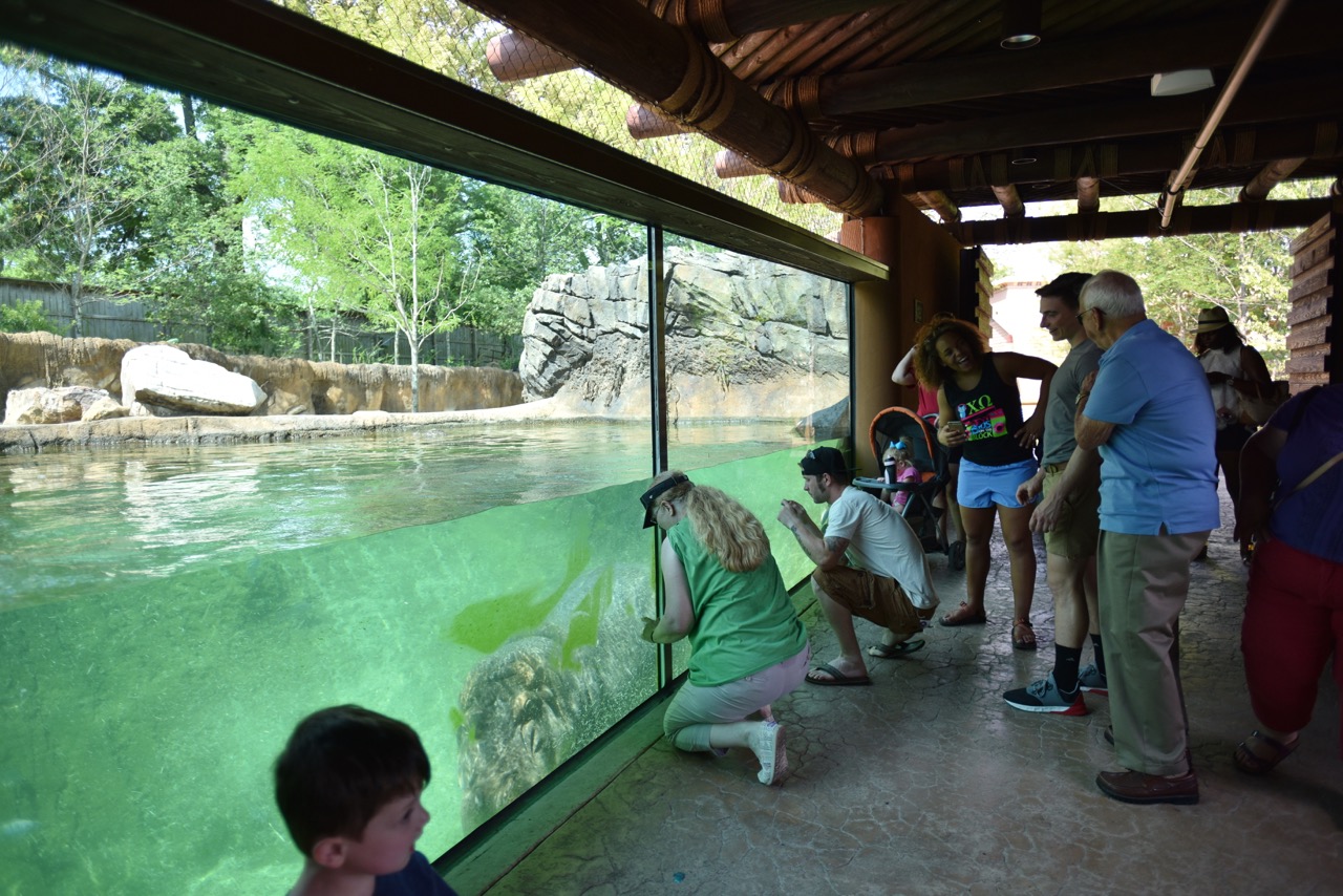 Memphis Zoo Zambezi River Hippo Camp - A2H